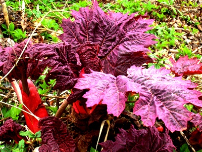 April 2103 Rheum palmatum ‘Atropurpureum’ at Veddw copyright Anne ...